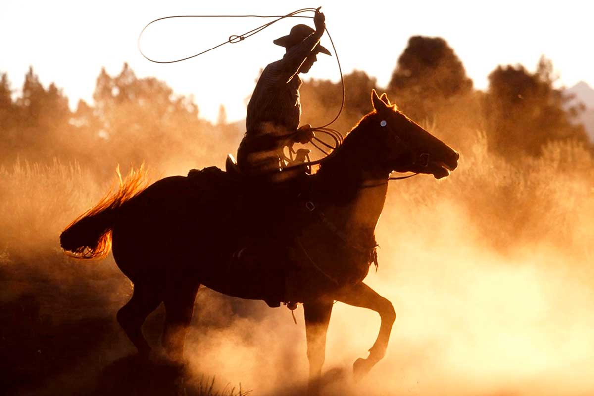 Il cow boy | Milan Night